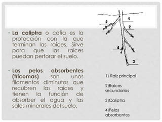 tejidos-vegetales-estructuras de las plantaspdf | PDF