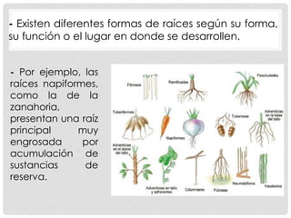 tejidos-vegetales-estructuras de las plantaspdf | PDF