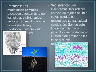 Tejidos Vegetales | PPTX
