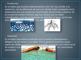 Tejidos Vegetales | PPTX