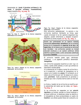 Tejido sanguineo y Hematopoyesis | PDF