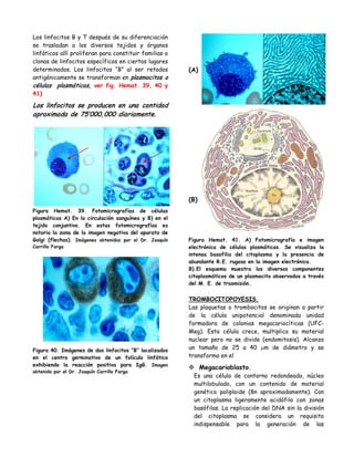 Tejido sanguineo y Hematopoyesis | PDF