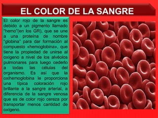 Histología del Tejido Sanguíneo según ROSS | PPTX