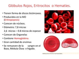 Histologia humana 3 Tejido sanguíneo..pptx