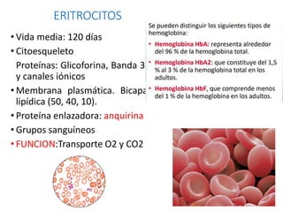 Histologia humana 3 Tejido sanguíneo..pptx