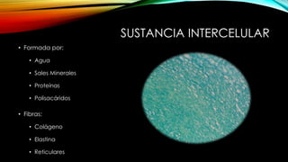Tejidos del Cuerpo Humano | PPTX