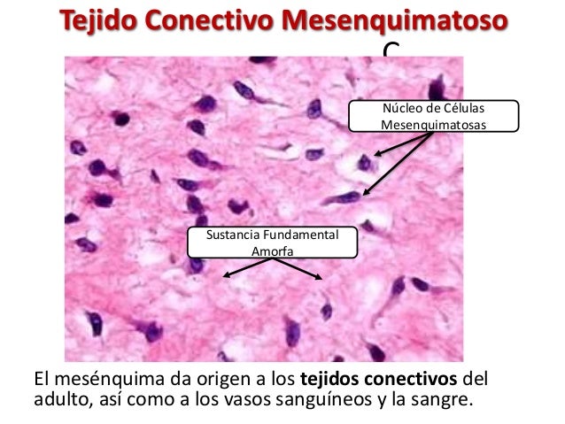 Tejidos conectivos