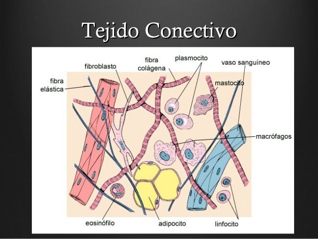 Tejidos conectivos by jp