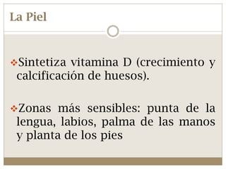 Tejidos del ser humano | PDF