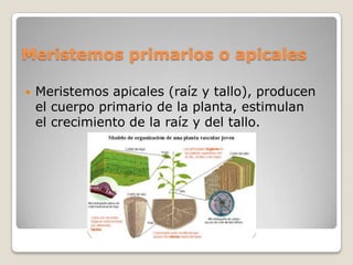 Tejidos embrionarios en el vegetal | PPTX