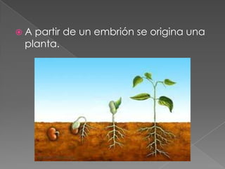 Tejidos embrionarios en el vegetal | PPTX