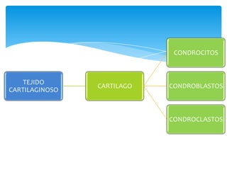Tejido óseo, cartilaginoso y adiposo | PPTX