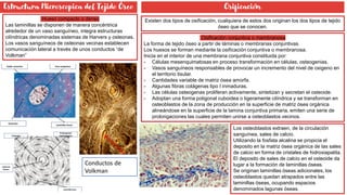 Tejido Óseo histologia.pdf