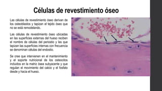 Tejido óseo presentación.pptx. 000000000000 | PPTX
