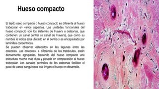 Tejido óseo presentación.pptx. 000000000000 | PPT