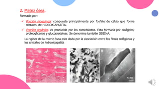 TEJIDO ÓSEO Y SANGUÍNEO.pptx