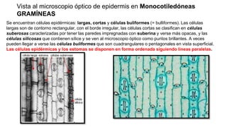 TEJIDOS_epidermis_tejidos fundamentales_2021 (1).pptx