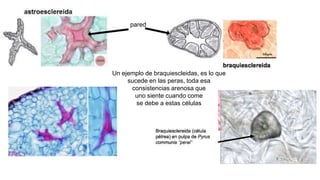 TEJIDOS_epidermis_tejidos fundamentales_2021 (1).pptx