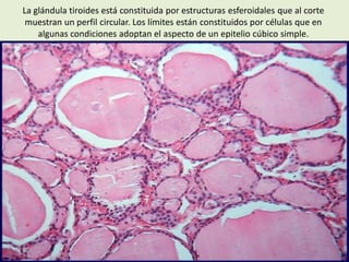 Tejidos epiteliales | PDF