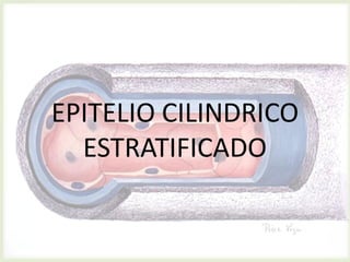 Tejidos epiteliales | PDF