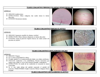 Histologia Tipos de Tejidos epiteliales | DOCX