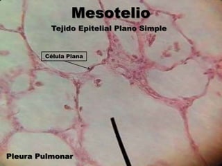 Histologia- Tejidos epitelial plano simple | PPTX