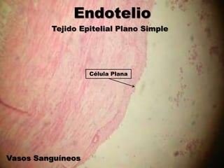 Histologia- Tejidos epitelial plano simple | PPTX