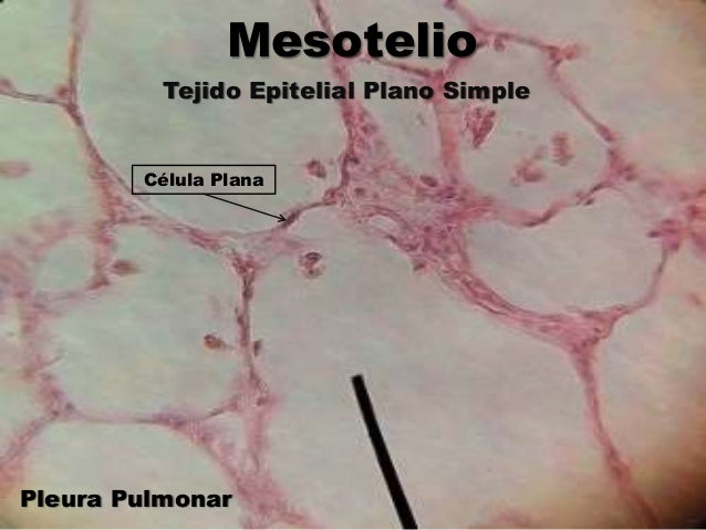 Histologia- Tejidos epitelial plano simple