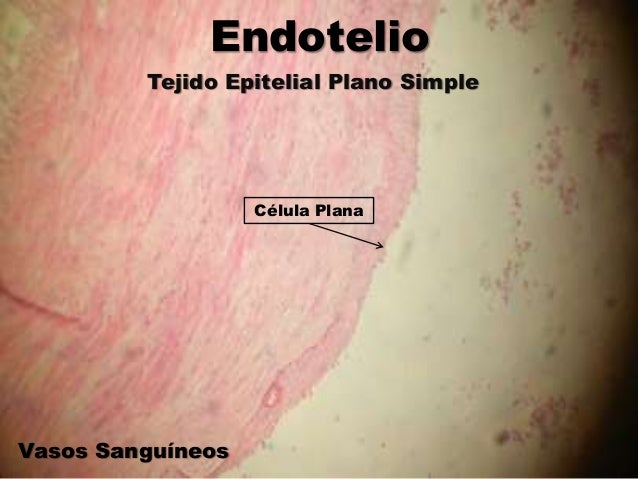 Histologia- Tejidos epitelial plano simple