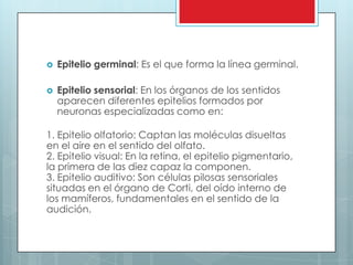 Tejidos epitelial y conectivo | PPTX