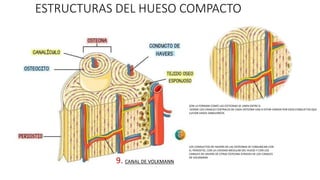 TEJIDOS HISTOLÓGICOS osteona, canal de haves.pptx