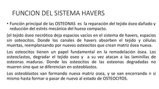 TEJIDOS HISTOLÓGICOS osteona, canal de haves.pptx
