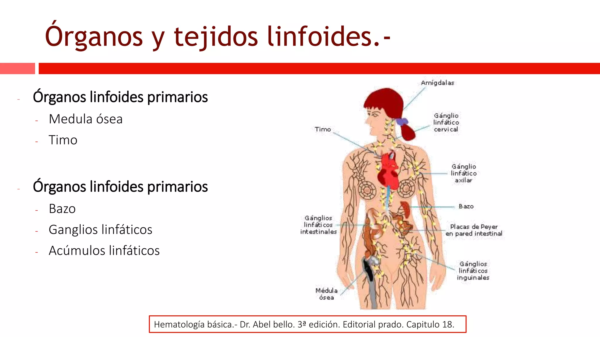 Tejidos linfoides | PPTX