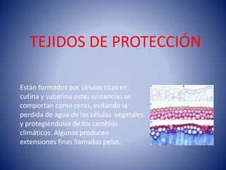 Tejidos meristematicos 2º | PPSX