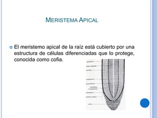 Meristema Apical De La Raíz
