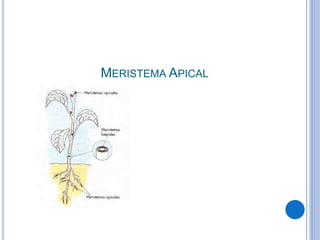 Meristema Apical De La Raíz