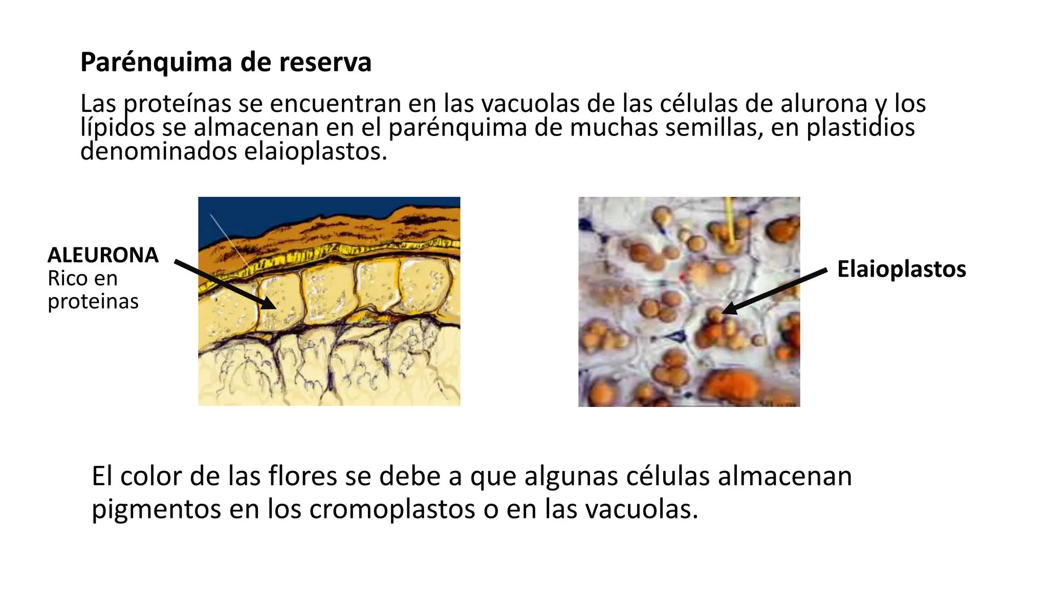 TEJIDOS PARENQUIMATICO de la planta.pptx