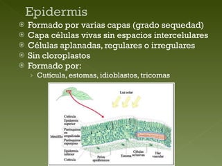 Tejidos protectores | PPT