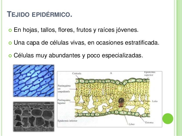 Tejidos protectores vegetales - Ana Santos