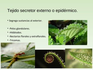 Tejidos secretores vegetales - Marina Robleño | PPT