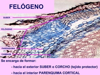 Tejidos Vegetales | PPS