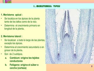 Tejidos vegetales | PPT