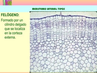 Tejidos vegetales | PPT