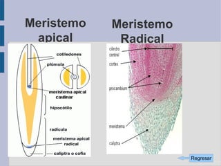 Tejidos vegetales | ODP