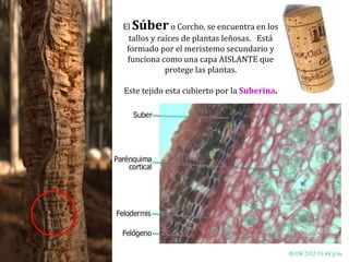 Tejidosvegetales 111009103719-phpapp02 | PPTX