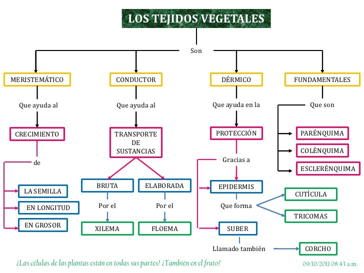 Funciones De Los Tejidos Vegetales Esquemas Y Mapas Concep – Bilarasa Funciones De Los Tejidos Vegetales Esquemas Y Mapas Concep – Bilarasa