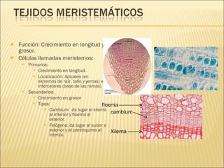 Tejidos vegetales | PPT