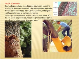 Tejidos vegetales | PPT