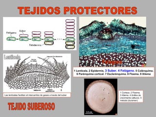 Tejidos vegetales 1º Bachillerato | PPT
