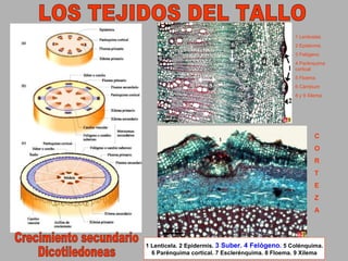 Tejidos vegetales 1º Bachillerato | PPT